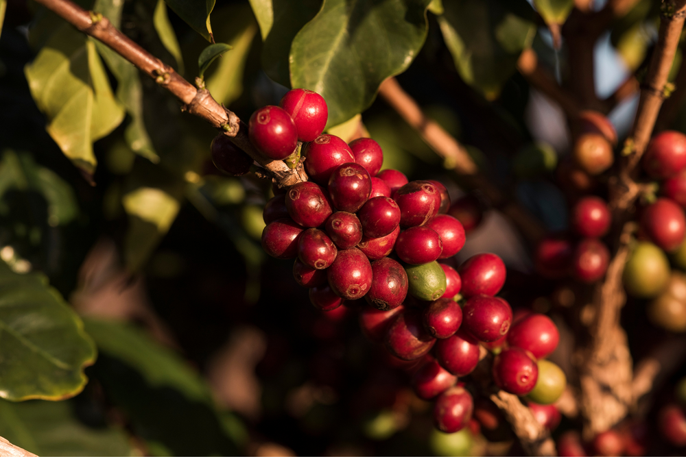 Jack Murat | Annual Crop Cycle of Australian Coffee Cultivation